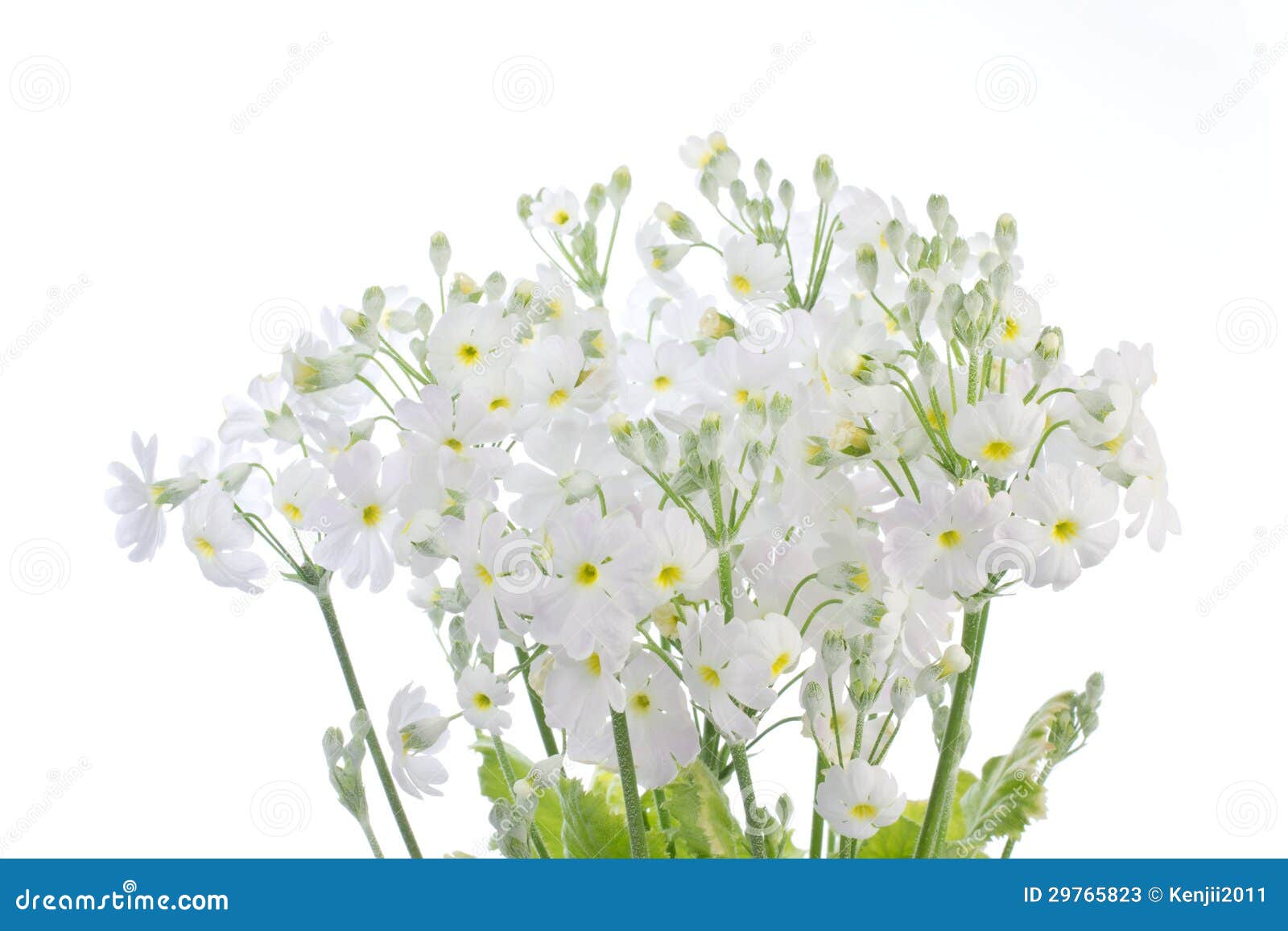 White primula stock image. Image of ornamental, floral - 29765823