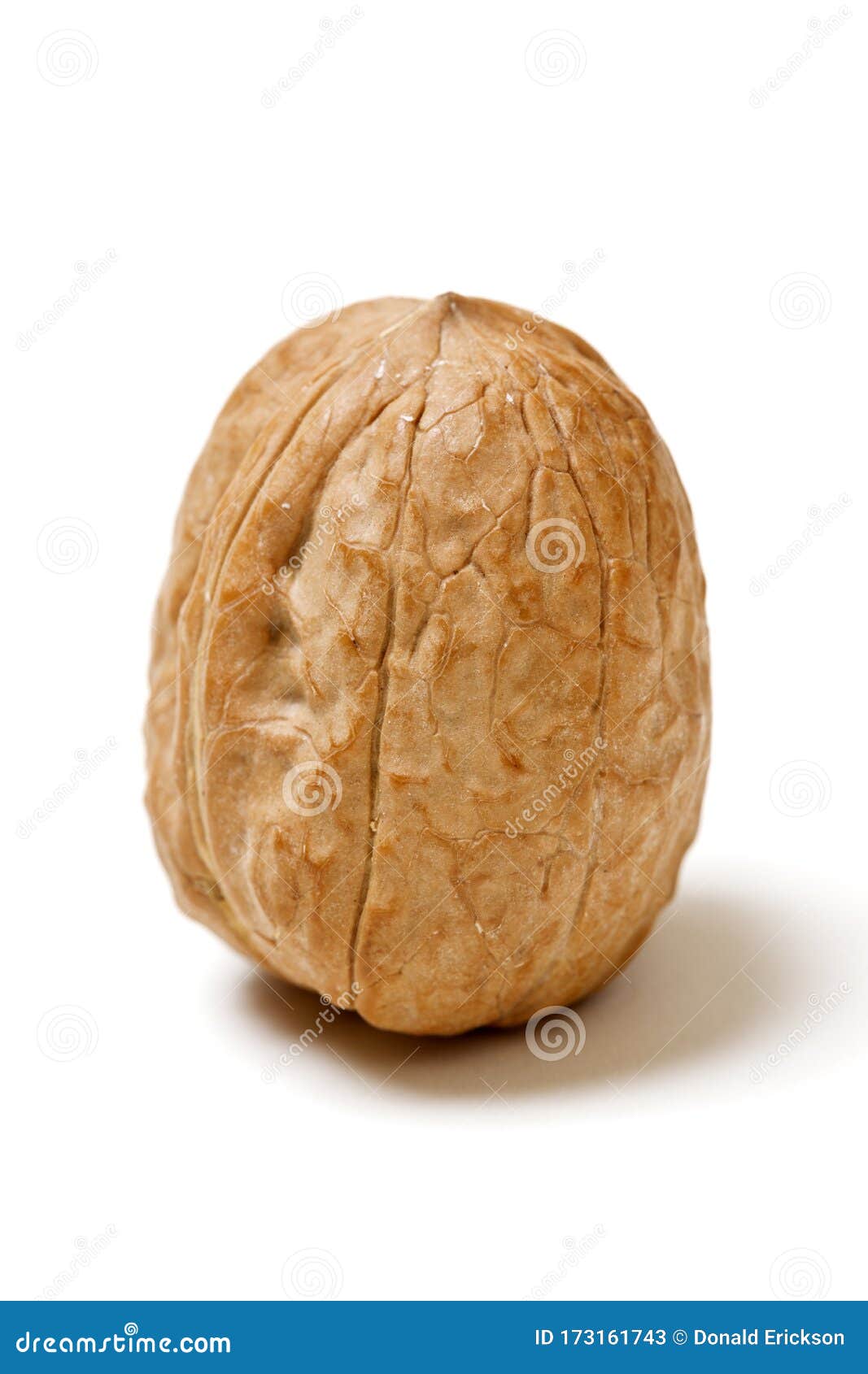 Single Whole Walnut Isolated on White Stock Image - Image of focus ...