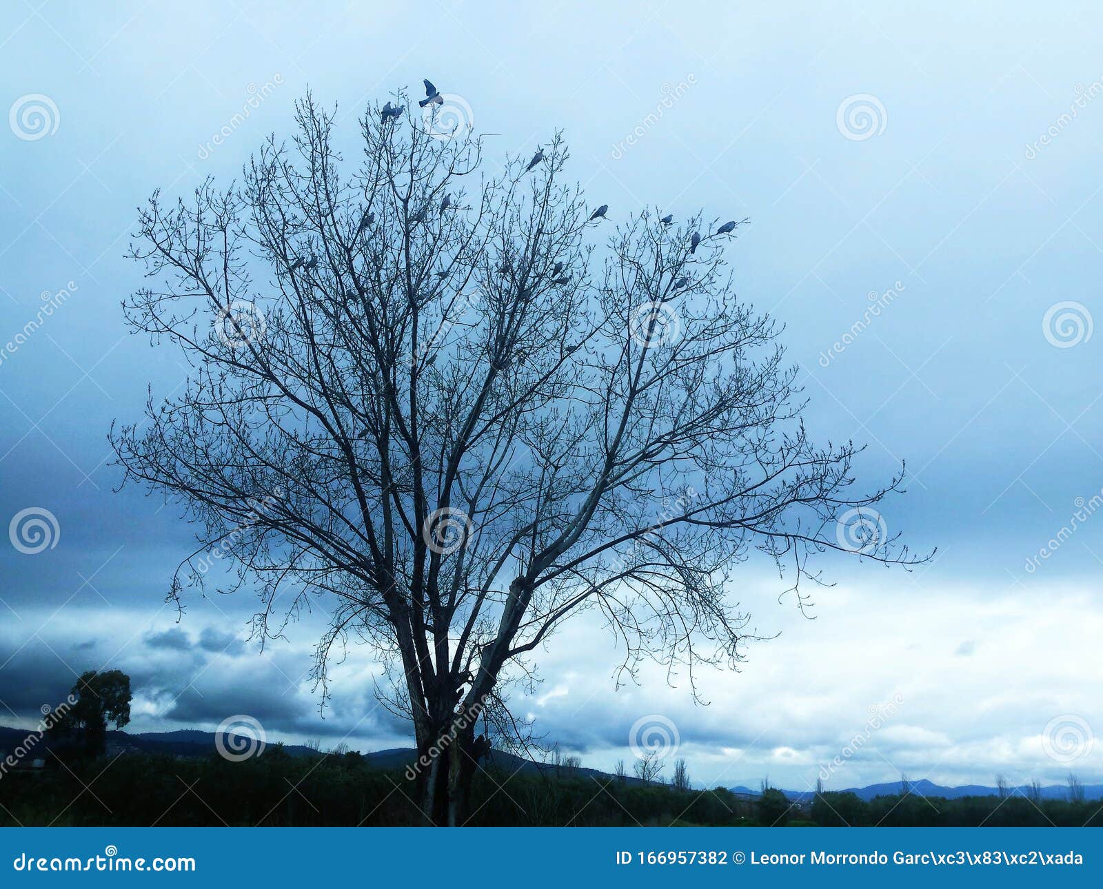 Photograph of a Winter Landscape of a Tree on a Cloudy Day Stock Photo ...