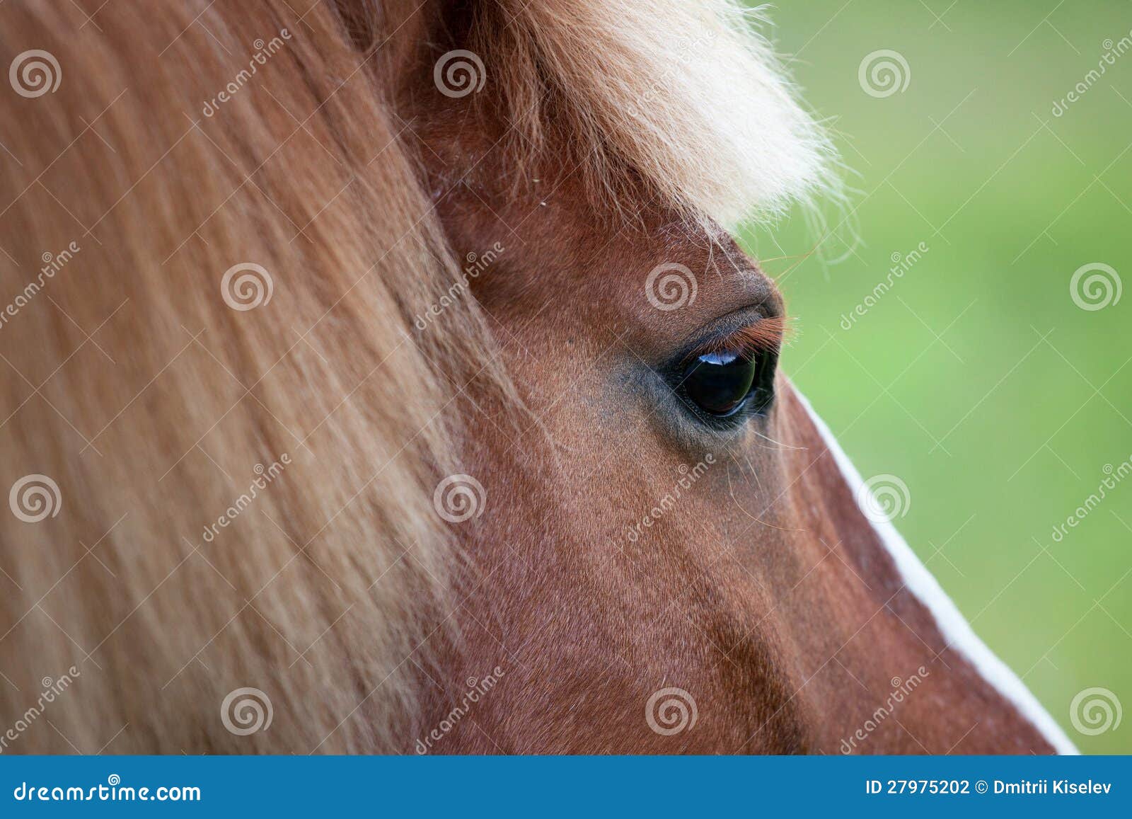 Photographed Close-up Eye Red Horse Stock Photo - Image of nature ...