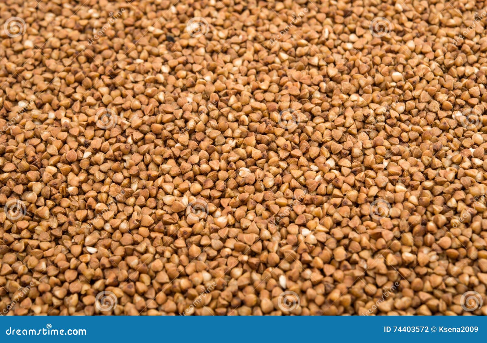 Photographed Close-up Ripe Kernel of Buckwheat Stock Photo - Image of ...