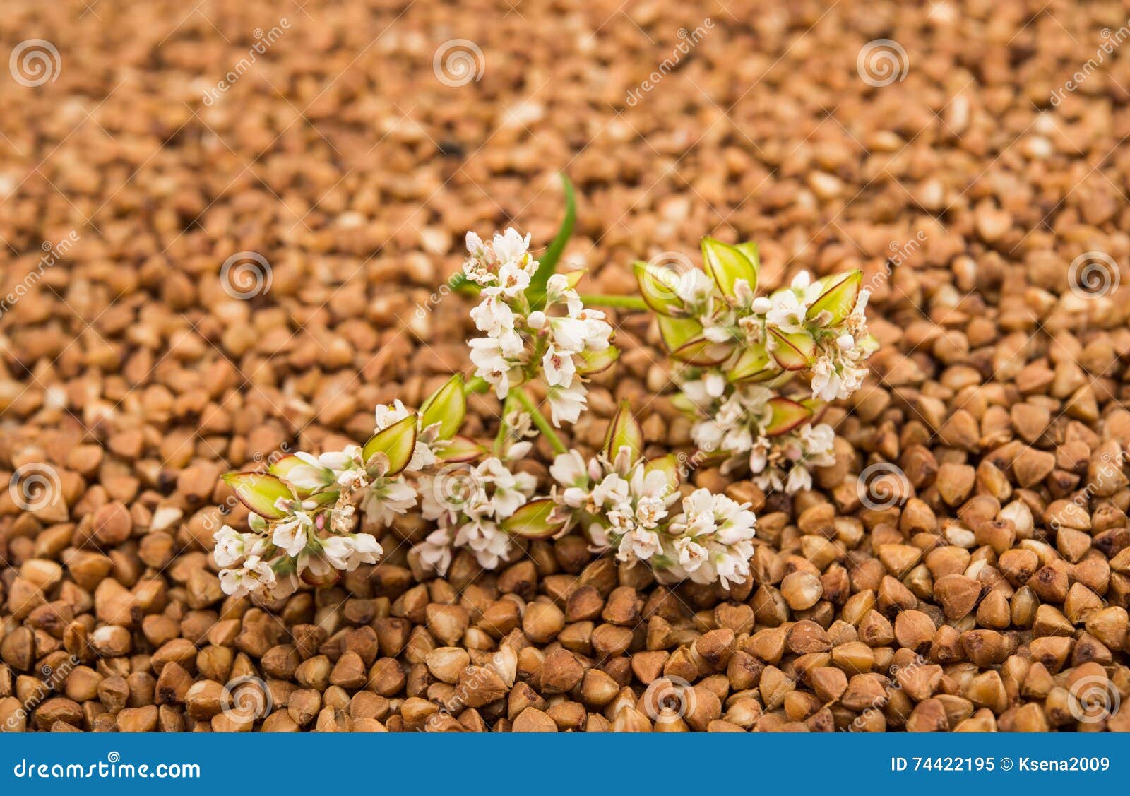 Photographed Close-up Ripe Kernel of Buckwheat Stock Image - Image of ...