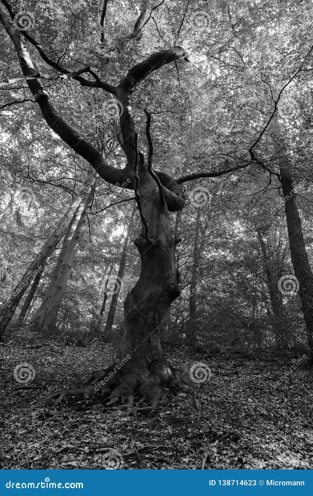 Tree, Gnarled Beech - Black White - High-key Stock Image - Image of ...
