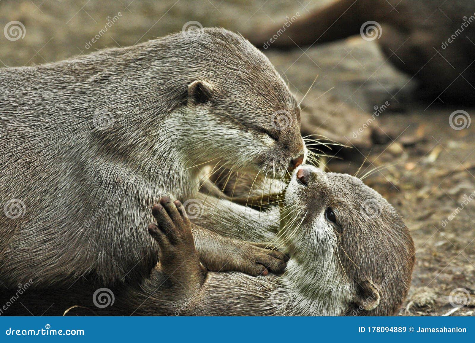 Otters at play stock image. Image of play, playful, mammals - 178094889