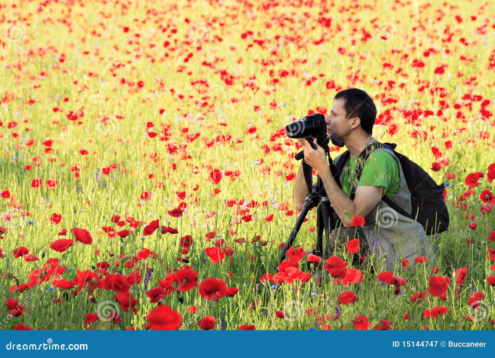 Photographer in Poppy Field Stock Image - Image of flower, camera: 15144747