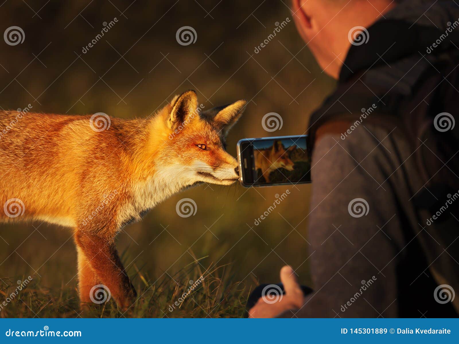 Photographer Taking Picture of a Red Fox with a Smartphone Stock Image ...