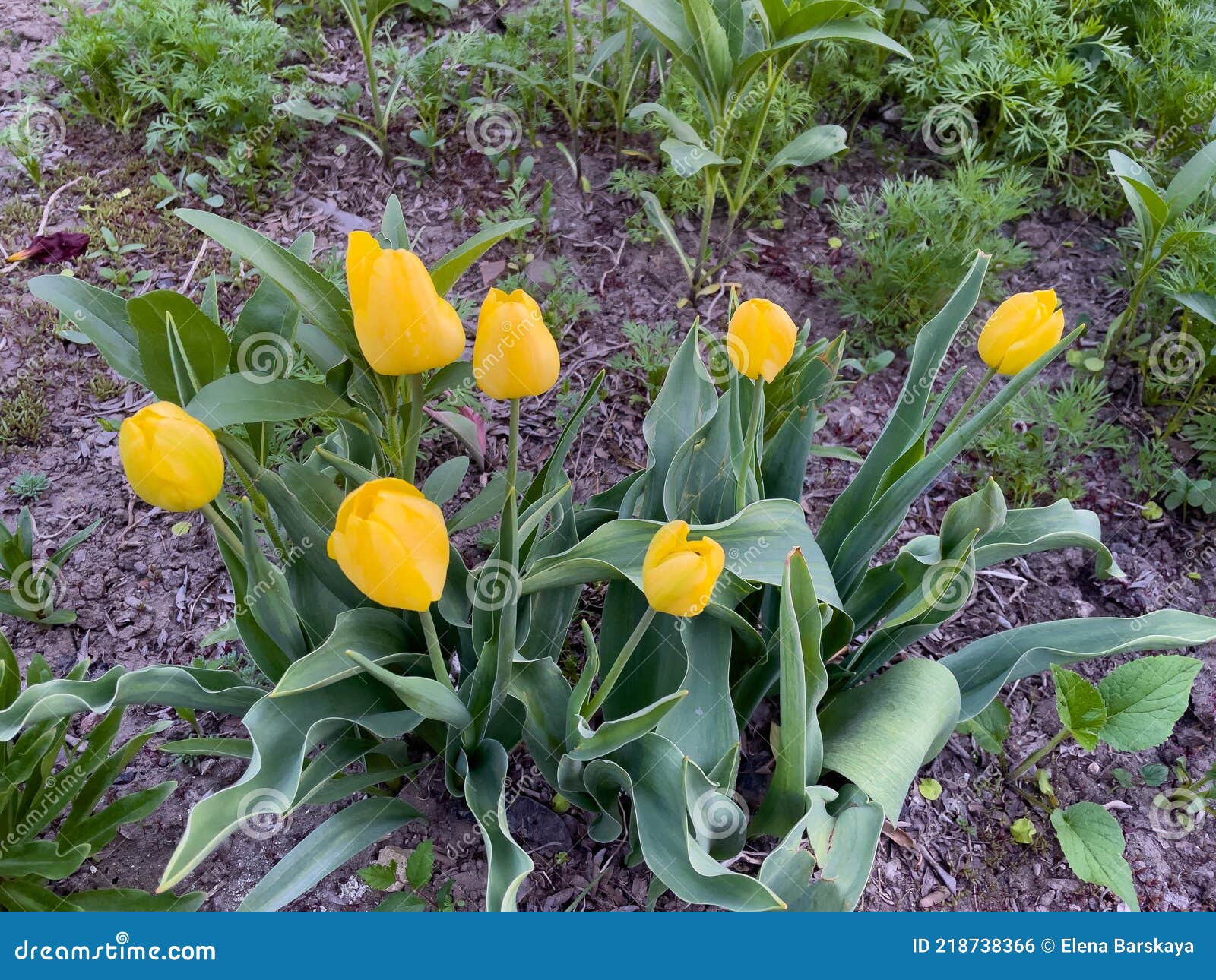 Yellow Tulips in the Ground for Use in Web Design Stock Photo - Image ...