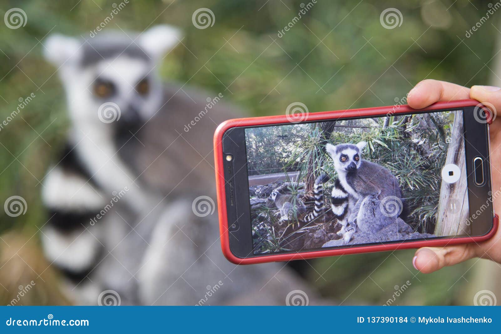 Photographing Animals by Mobile Phone Stock Photo - Image of people ...
