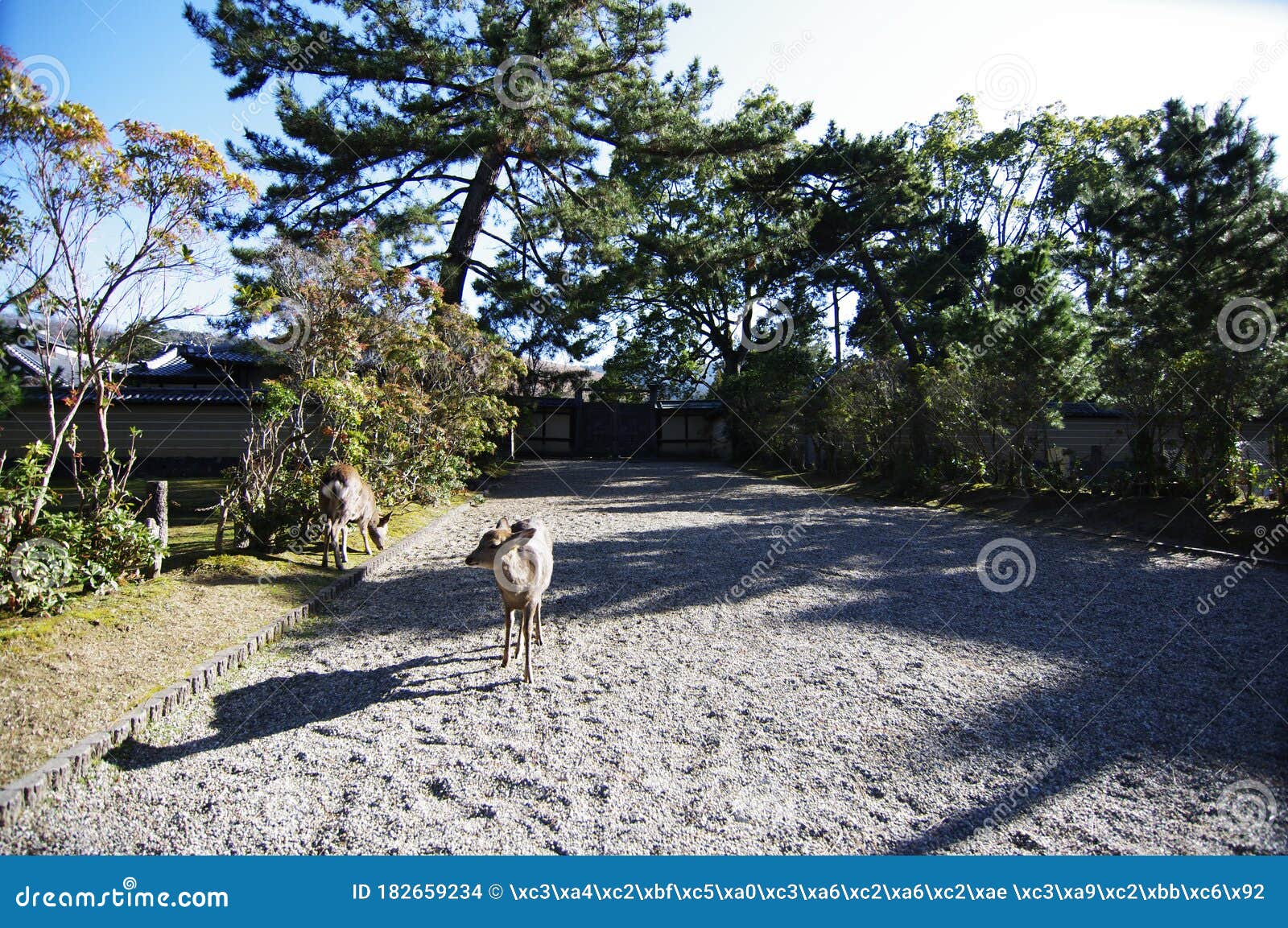 Photographing Deer in Osaka Stock Photo - Image of animal, osaka: 182659234