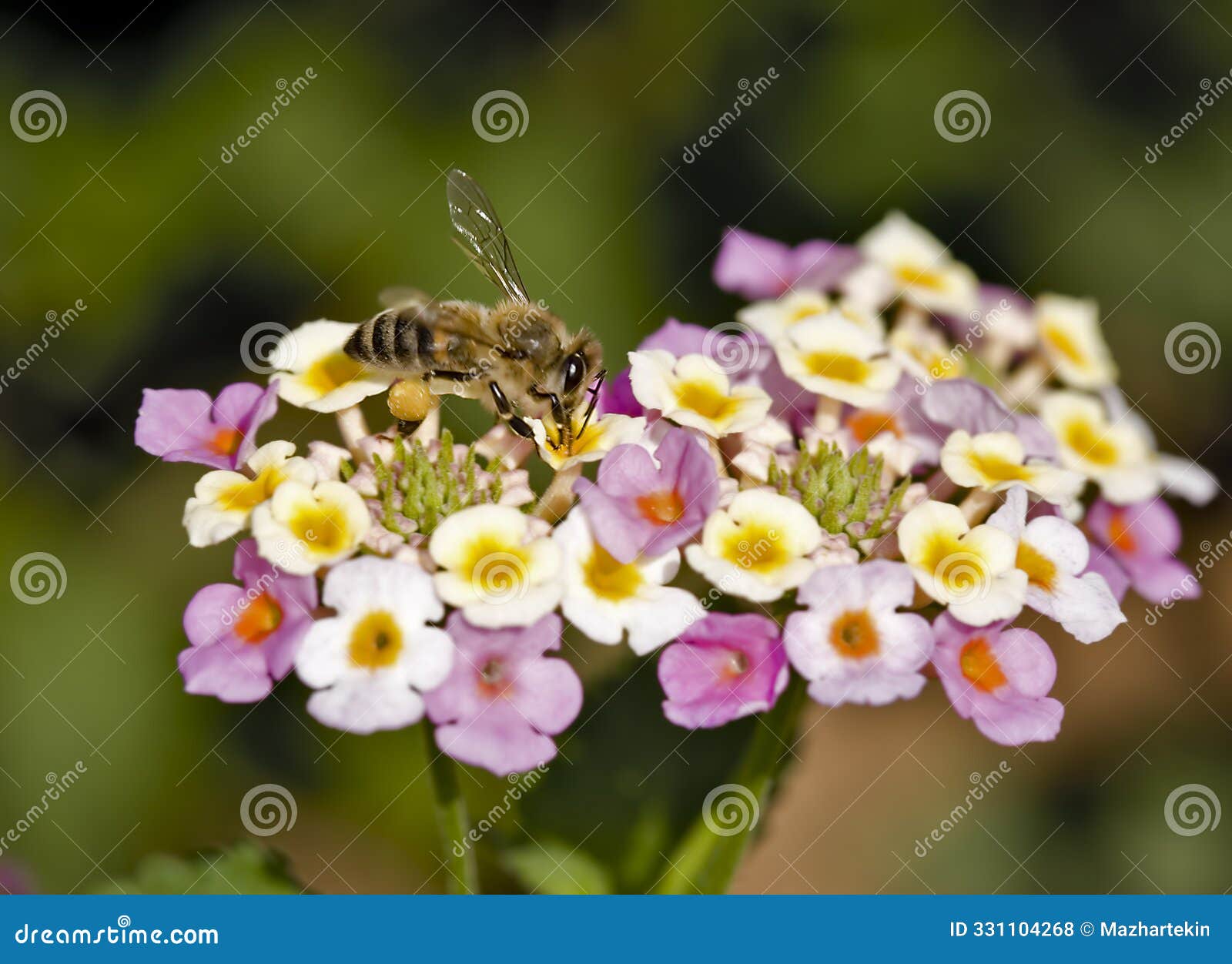 Photographing Different Types of Bees, Honey Bees, Insects is a Very ...