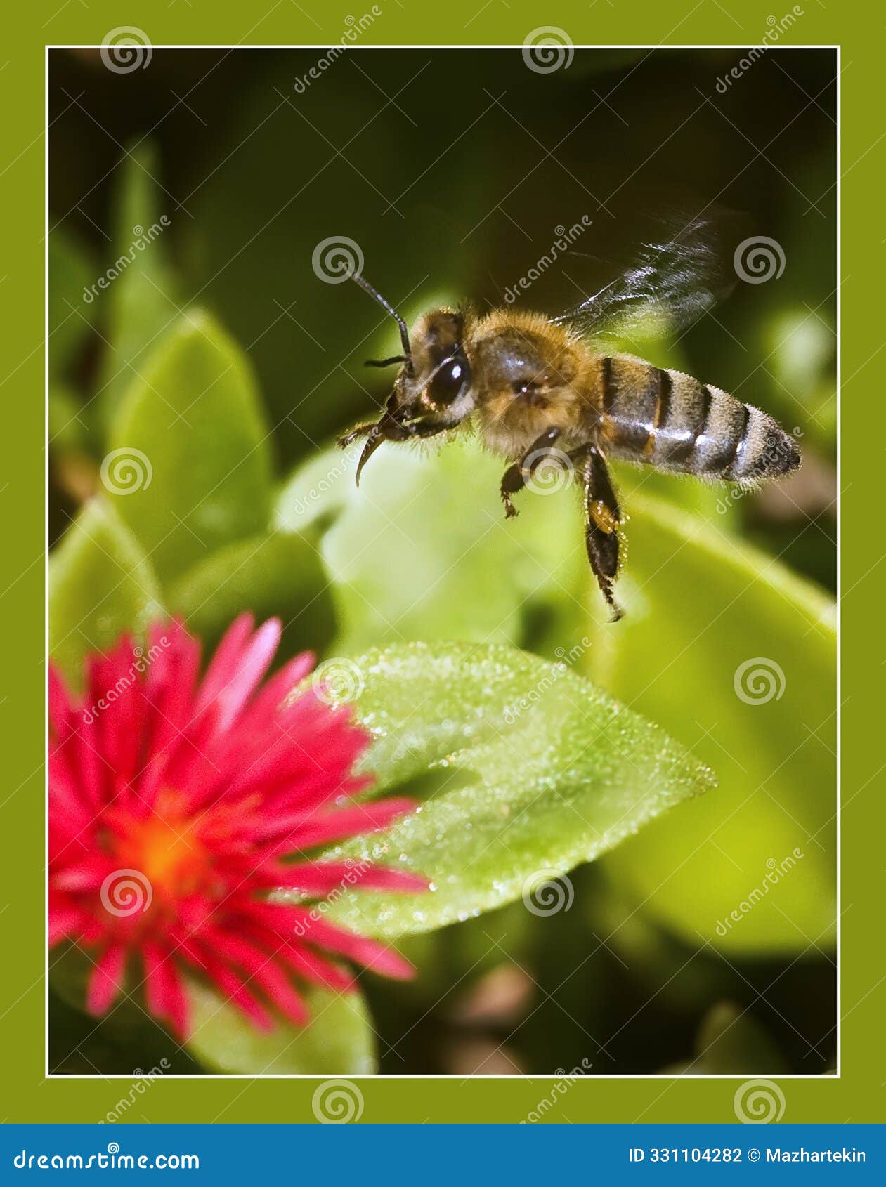 Photographing Different Types of Bees, Honey Bees, Insects is a Very ...