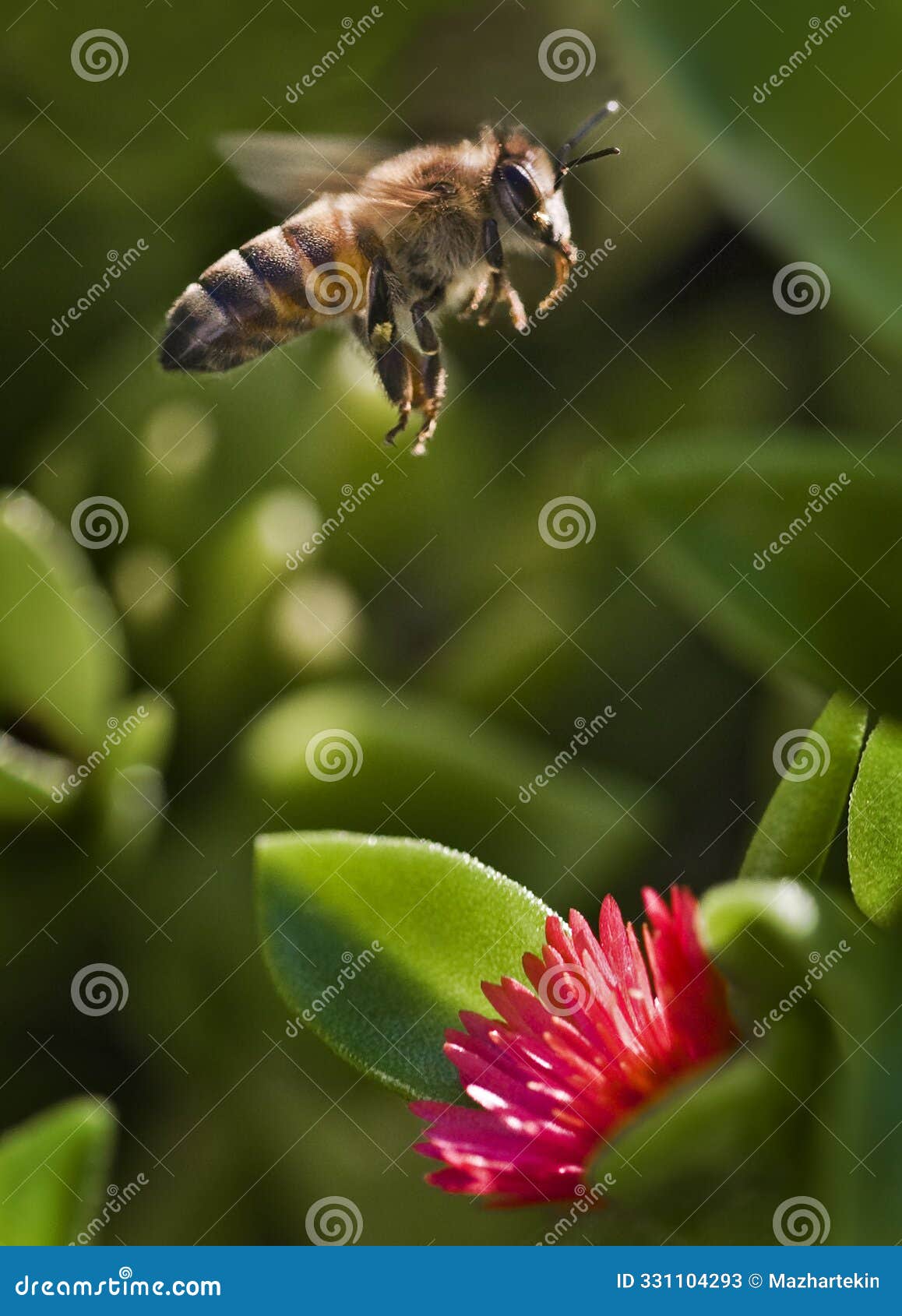 Photographing Different Types of Bees, Honey Bees, Insects is a Very ...
