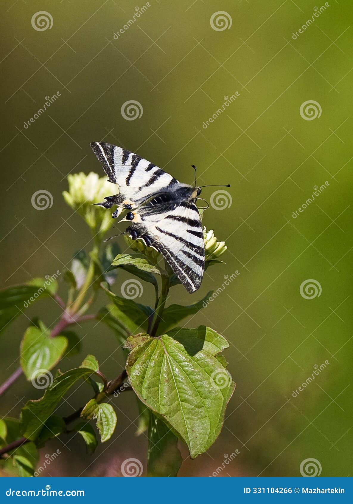 Photographing Different Types of Butterflies, Moths, Insects is a Very ...