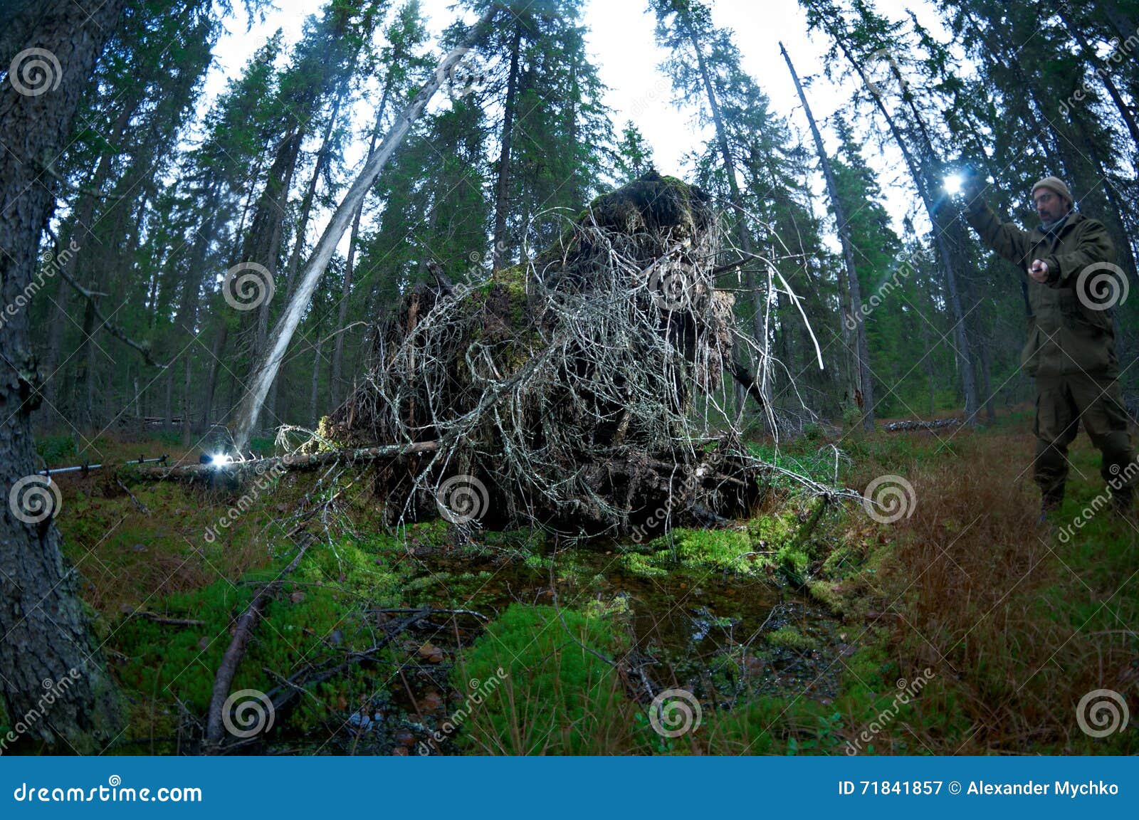 Photographing of Taiga Landscapes. Stock Image - Image of scenic ...