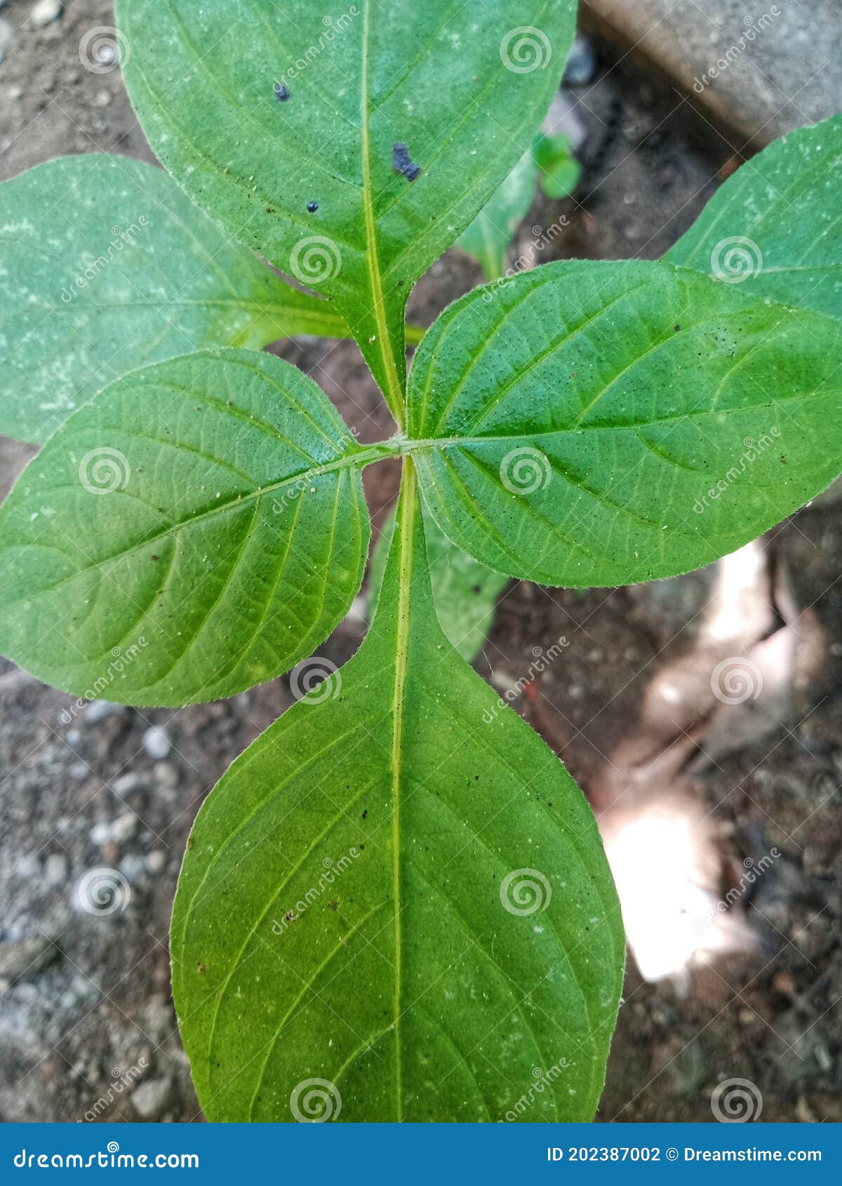 Photographing the Tree from Above Stock Photo - Image of soil, garden ...