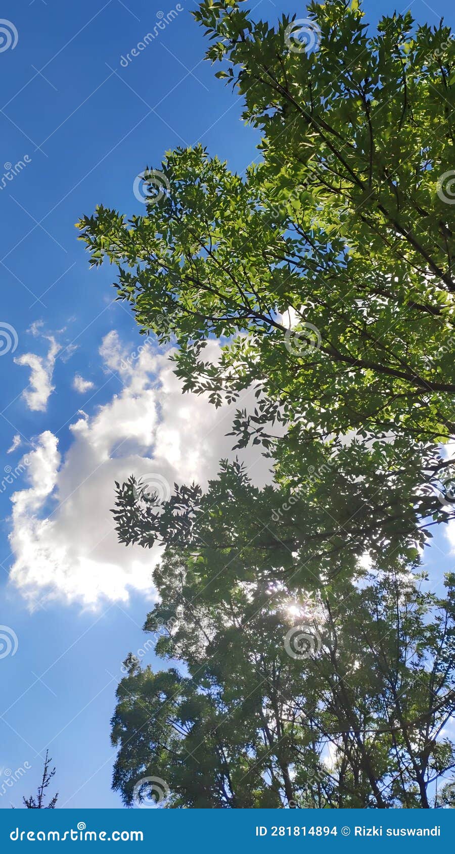 Photographing the Trees from Below and the Sunlight Hit the Blue Sky ...
