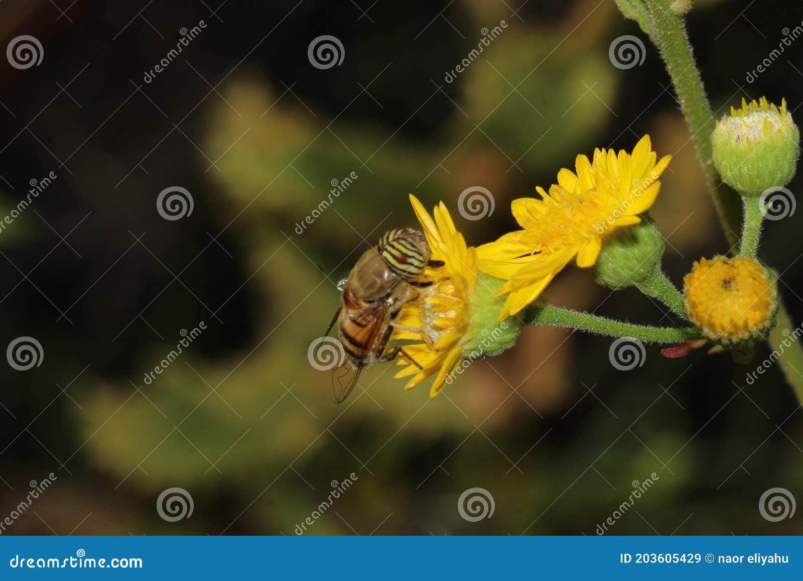 Photographs of Insects and Animals in a Huge Forest Stock Image - Image ...