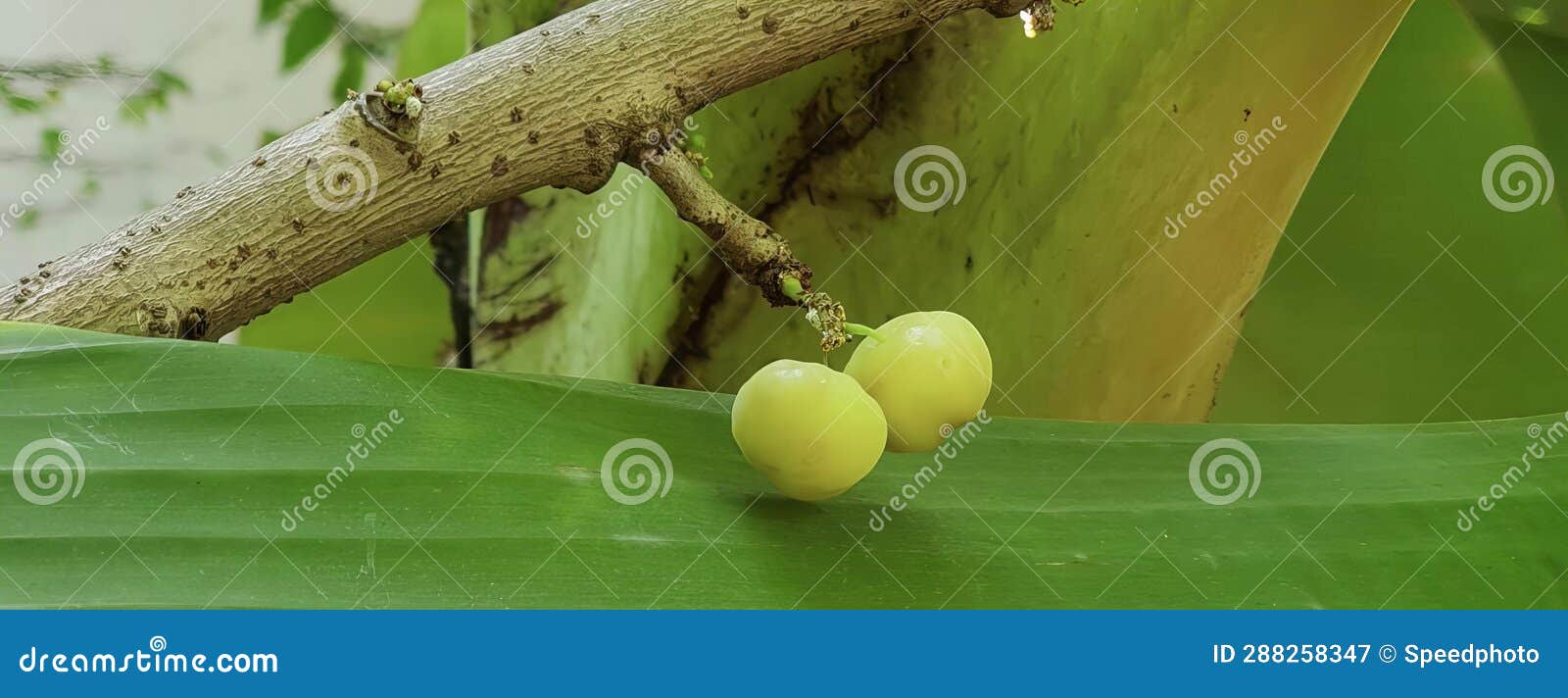 A Photography of a Banana Tree with Two Bananas on it, Banana Fruit on ...