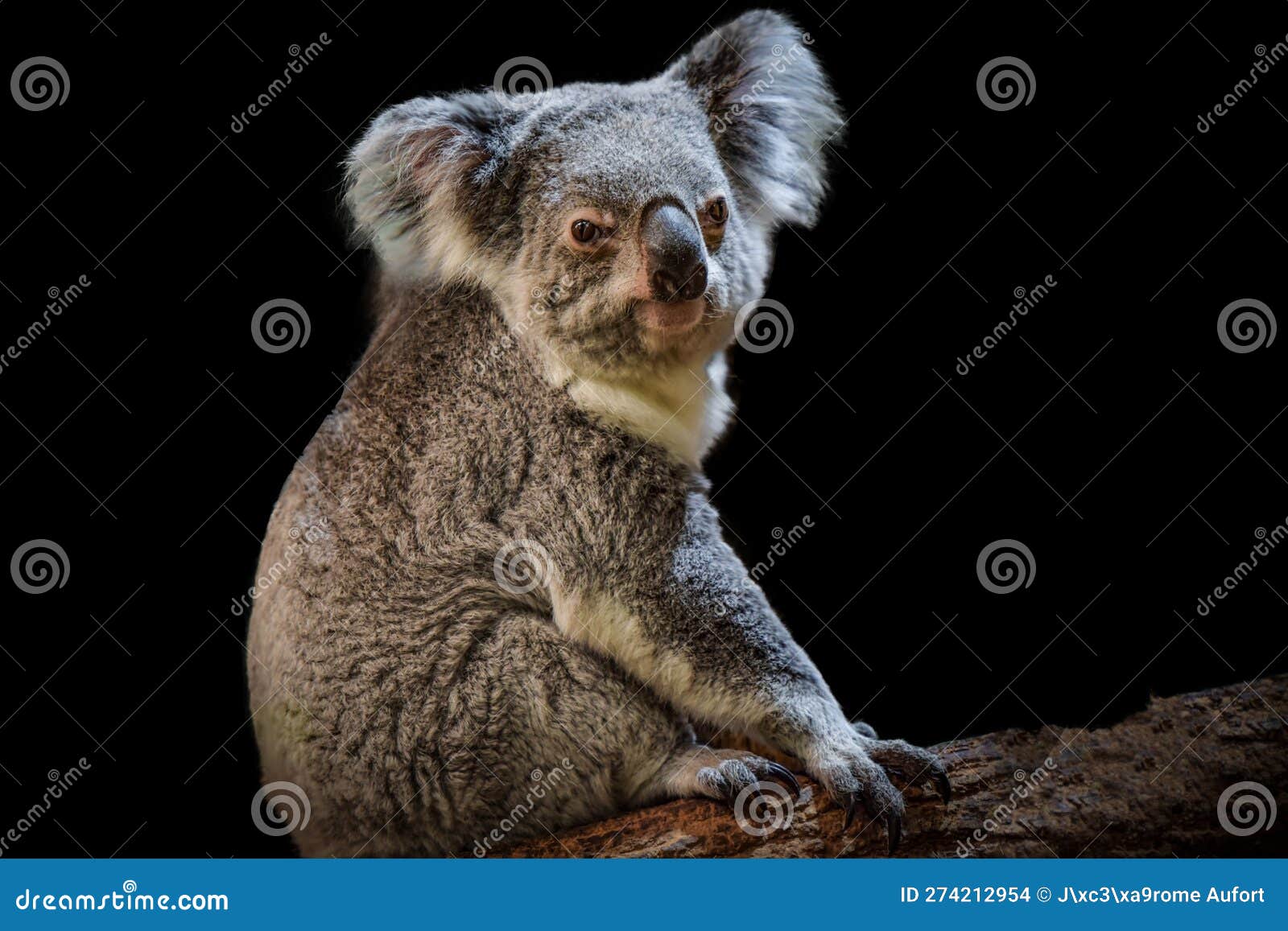 Photography of a Beautiful Koala Stock Photo - Image of portrait ...