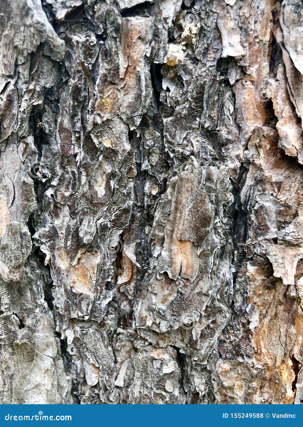 Photo of an Old Coniferous Tree Stock Photo - Image of black, protrude ...