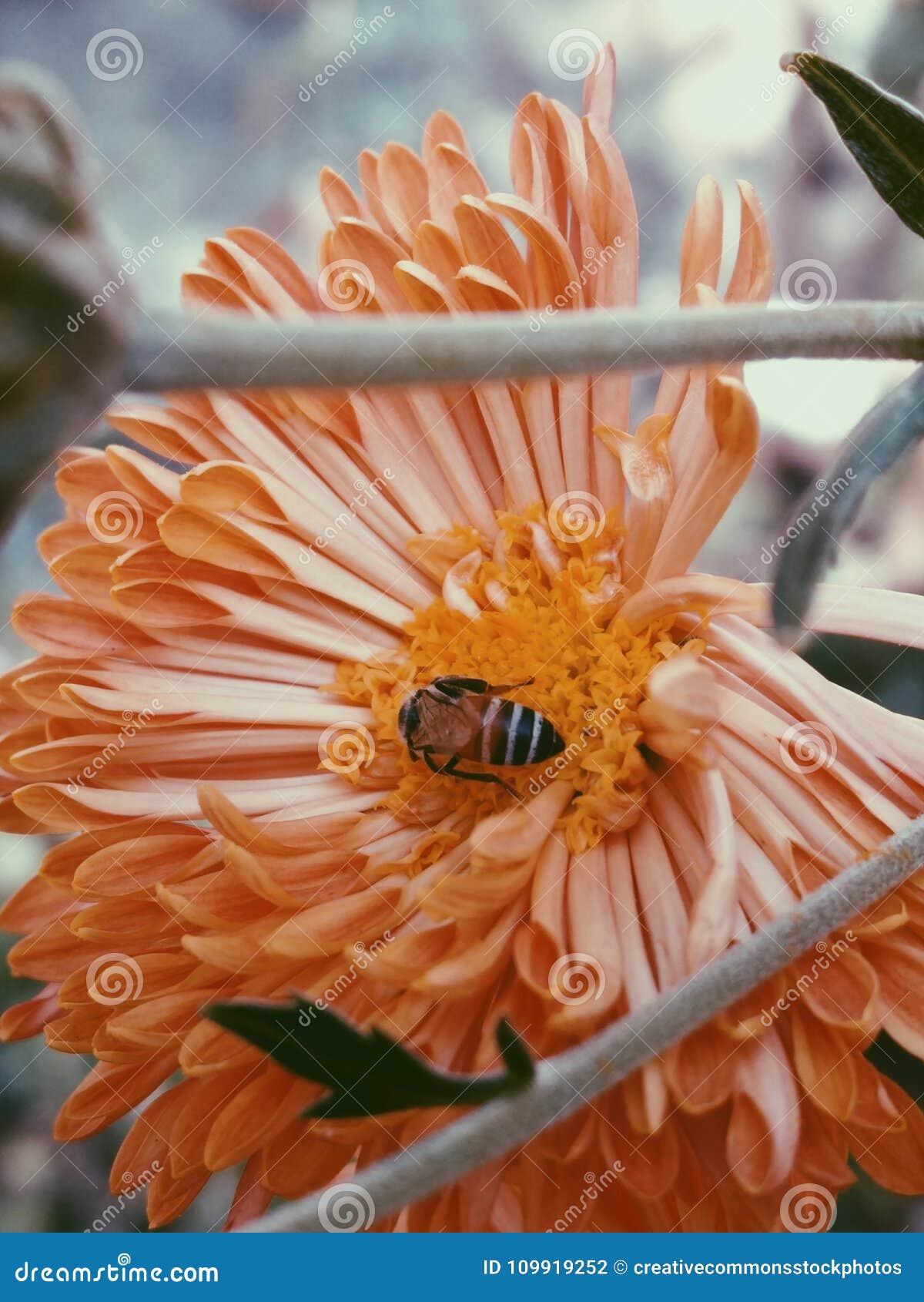 Photography Of Bee On Flower Picture. Image: 109919252