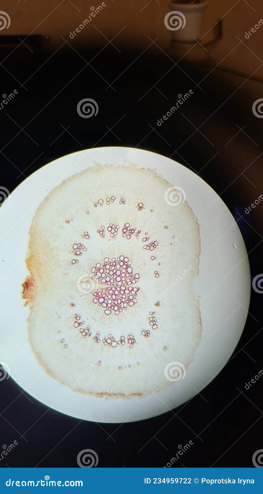 Beet Root Cut Under a Microscope Stock Photo - Image of abstract ...