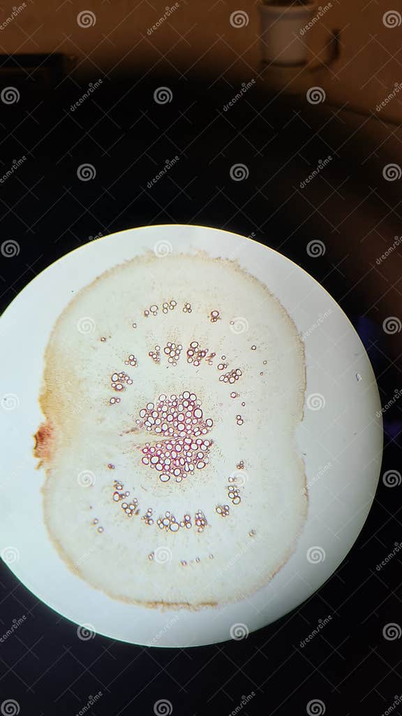 Beet Root Cut Under a Microscope Stock Photo - Image of abstract ...
