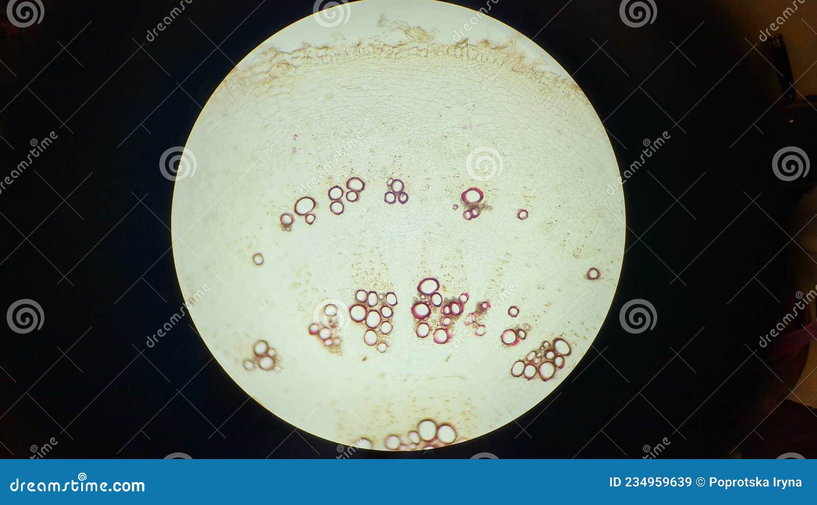Beet Root Tissues Under a Microscope Stock Image - Image of beet ...