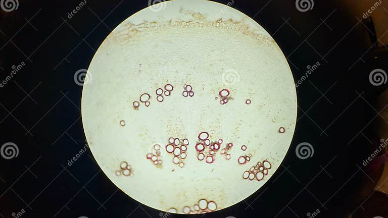 Beet Root Tissues Under a Microscope Stock Image - Image of beet ...
