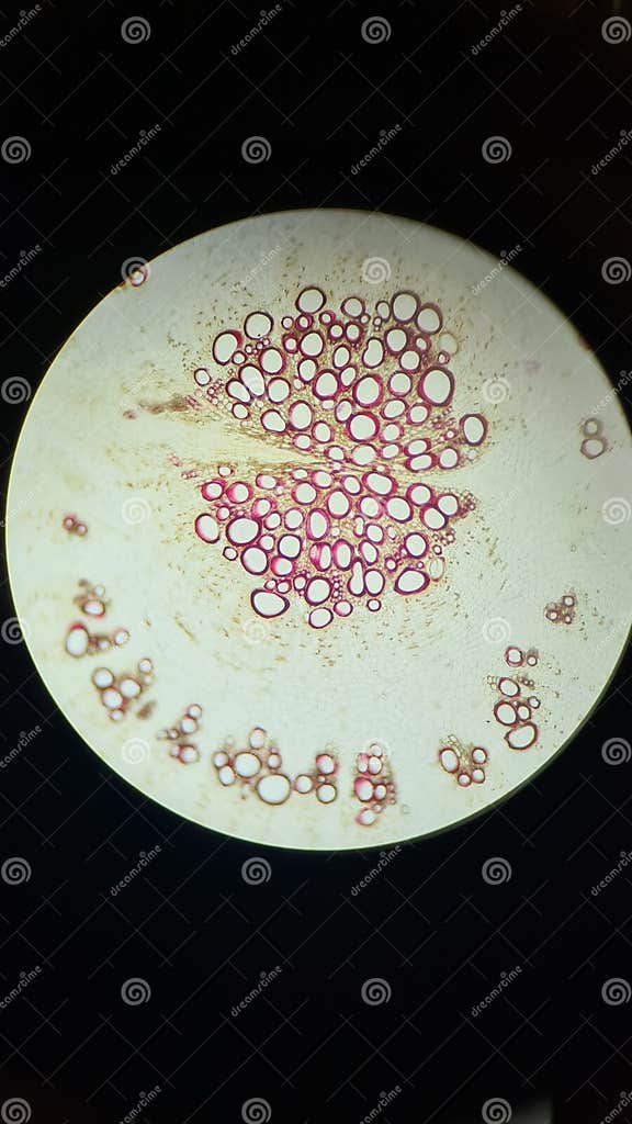 Structure of Beet Root Under a Microscope Stock Image - Image of ...
