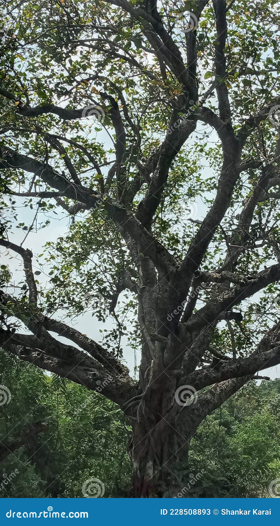 Photography of a Big Tree with Many Branches Stock Image - Image of ...