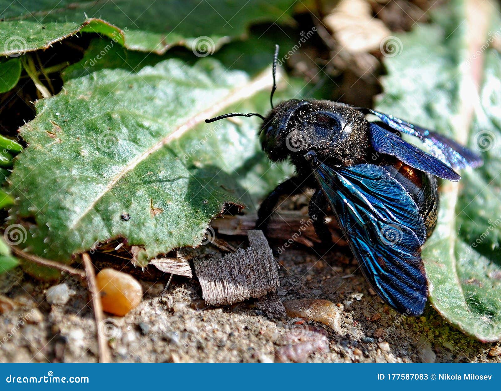 Photography of a Black Bumblebee Stock Image - Image of shiny, nature ...