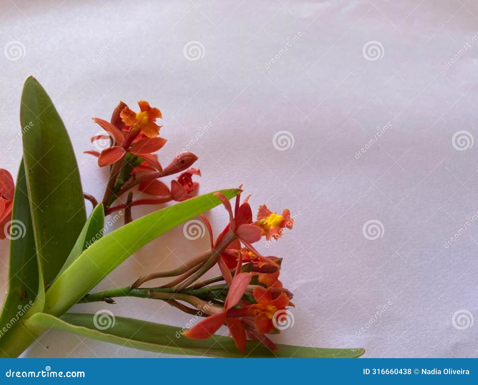 Photography of Botanical Structures at Different Stages of Maturation ...