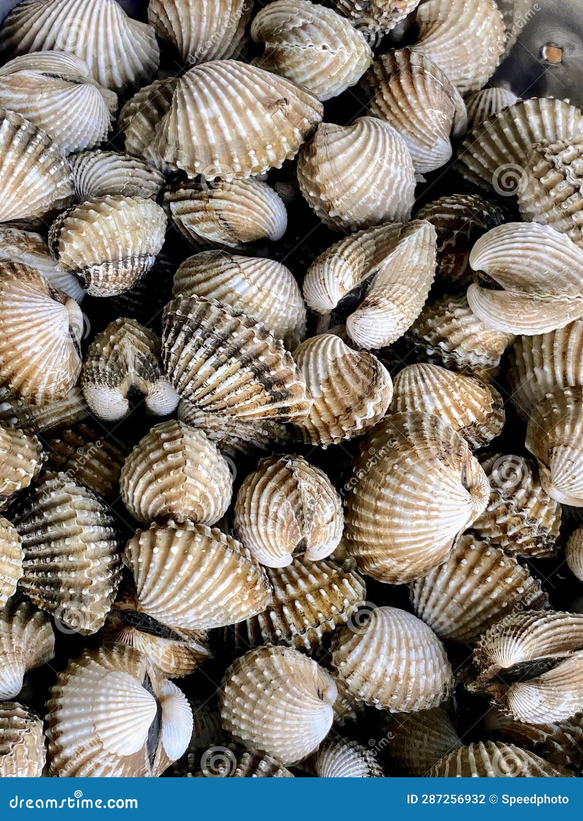 A Photography of a Bowl of Shells with a Few Shells in it, Conch Shells ...
