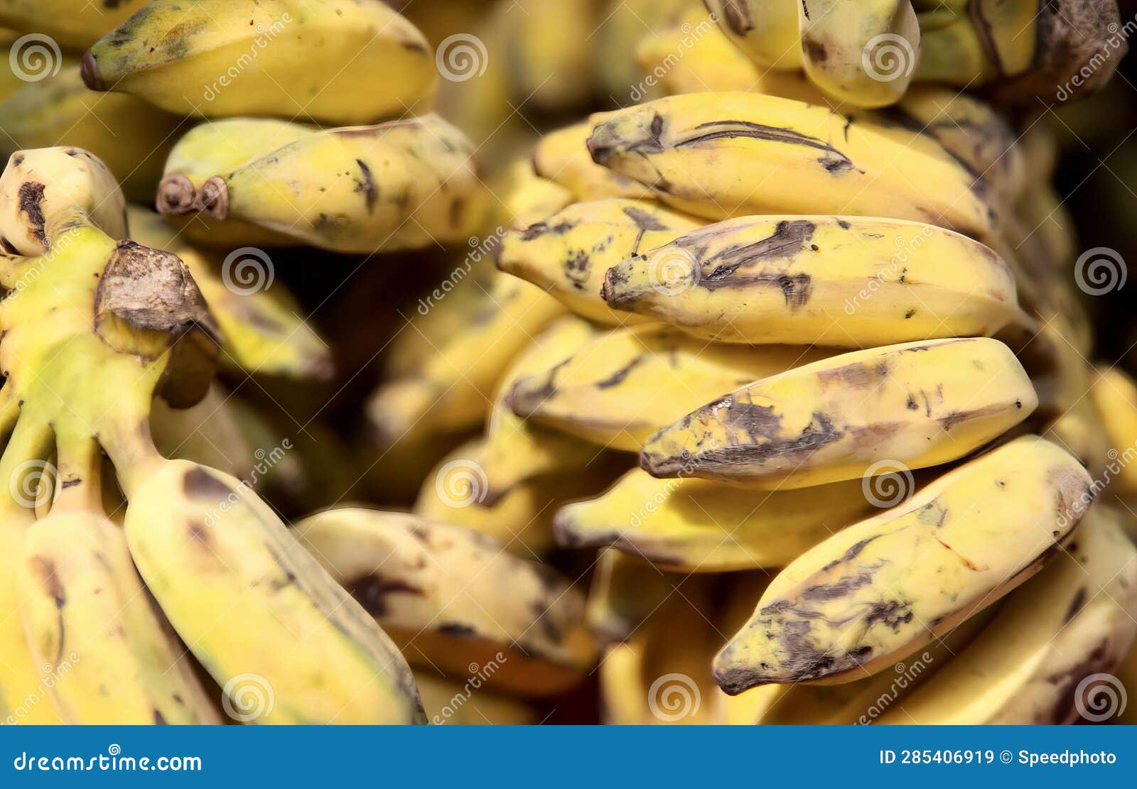 A Photography of a Bunch of Bananas that are on a Table, There are Many ...