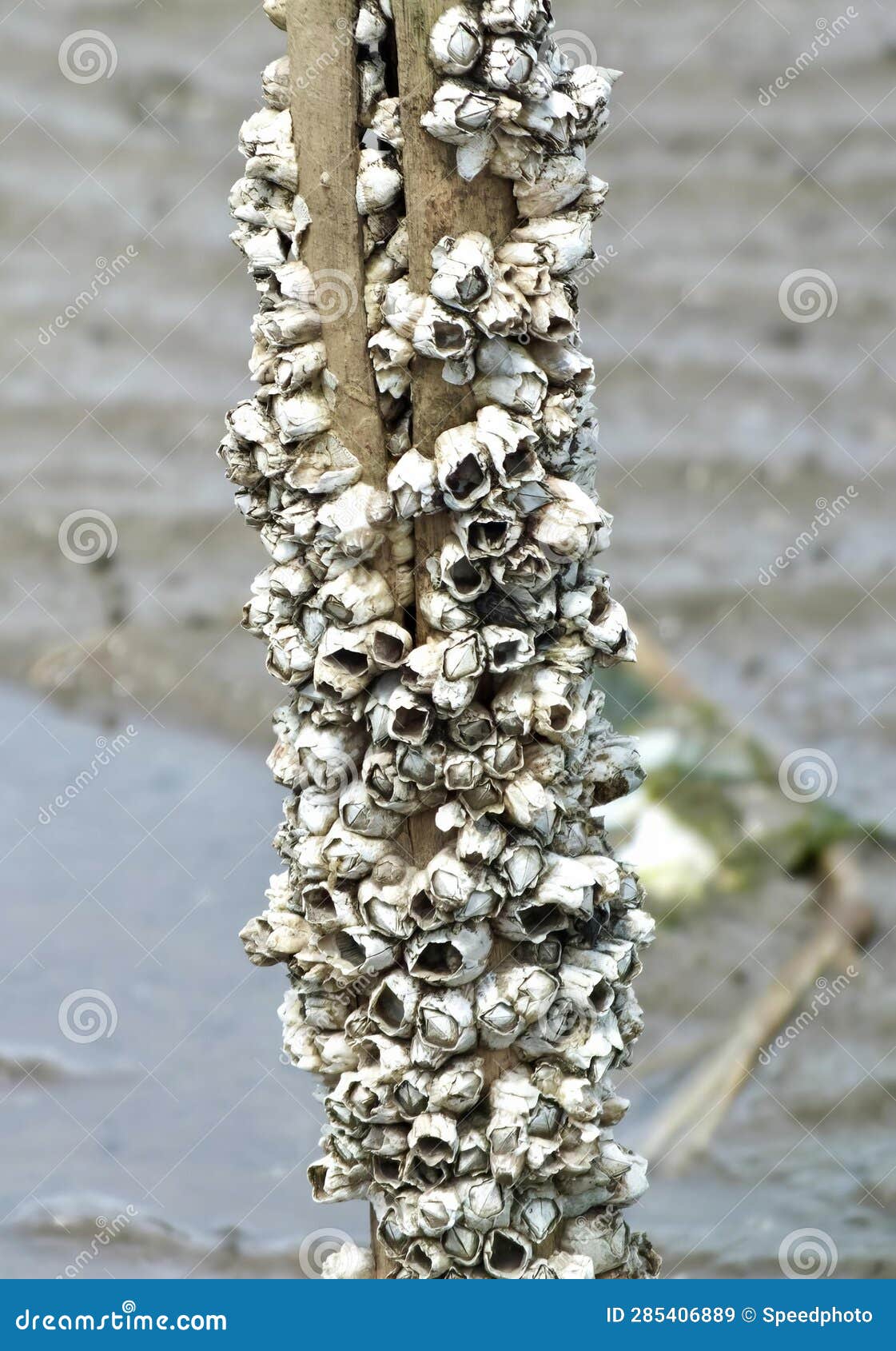 A Photography of a Bunch of Shells Hanging from a Tree, There is a ...