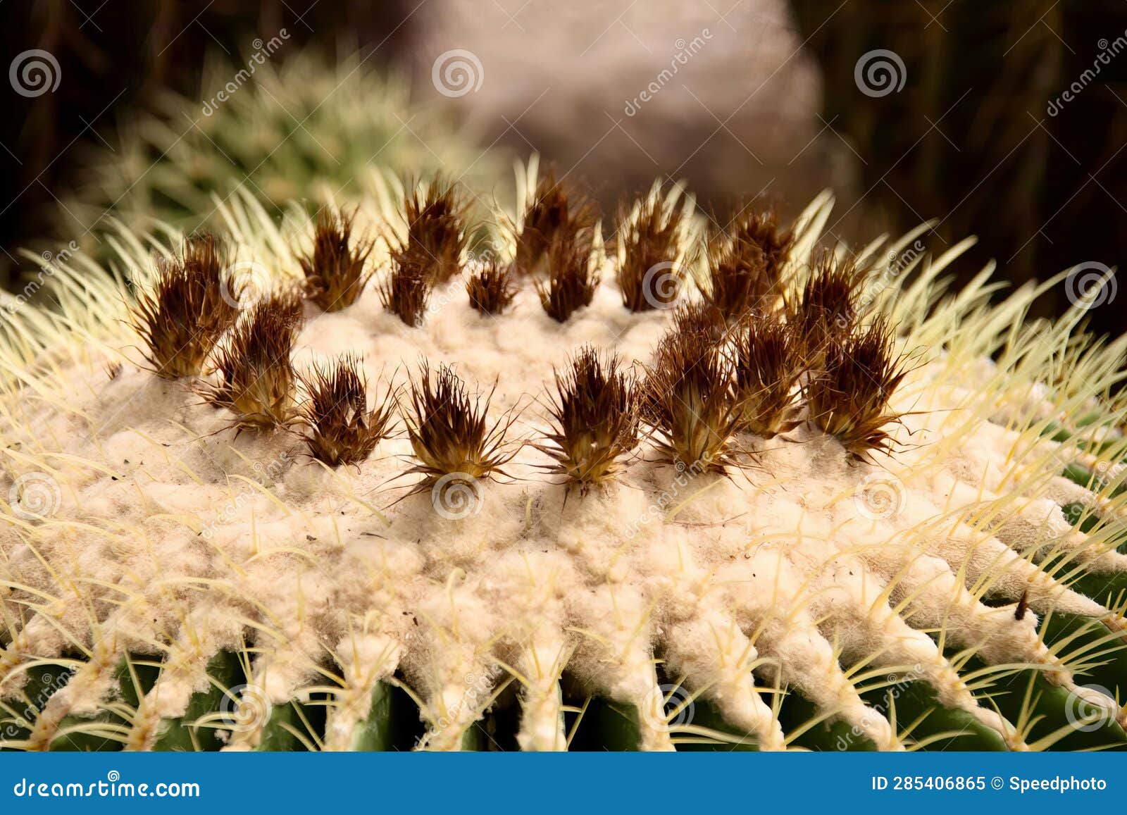 A Photography of a Cactus with a Lot of Spines on it, Cactus with a Lot ...