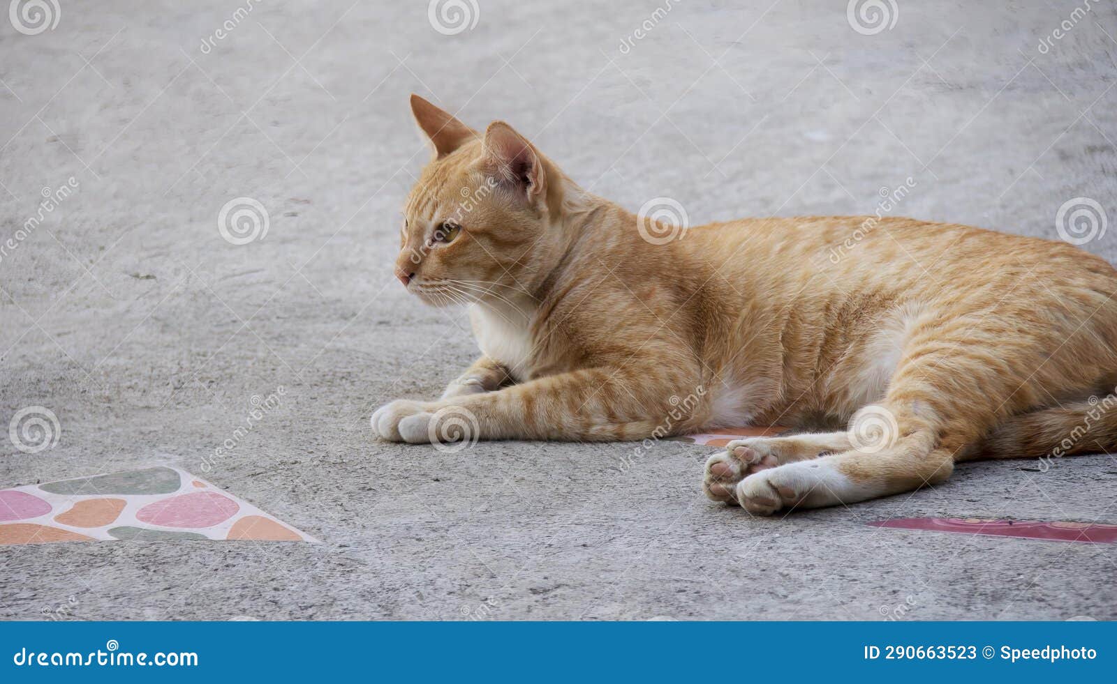 A Photography of a Cat Laying on the Ground with Its Paws on the Ground ...