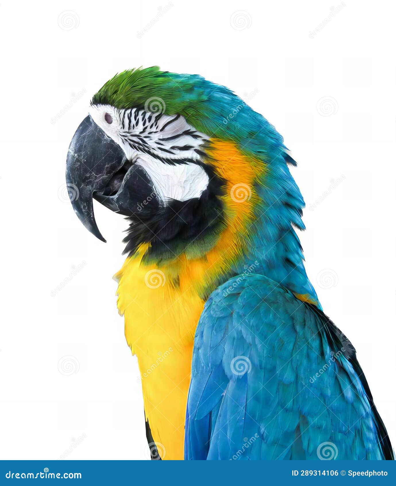 A Photography of a Colorful Parrot with a White Background Stock Photo ...