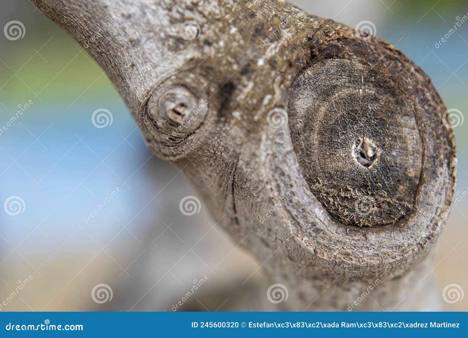 Photography of the Detail of the Trunk of a Fig Tree Stock Photo ...