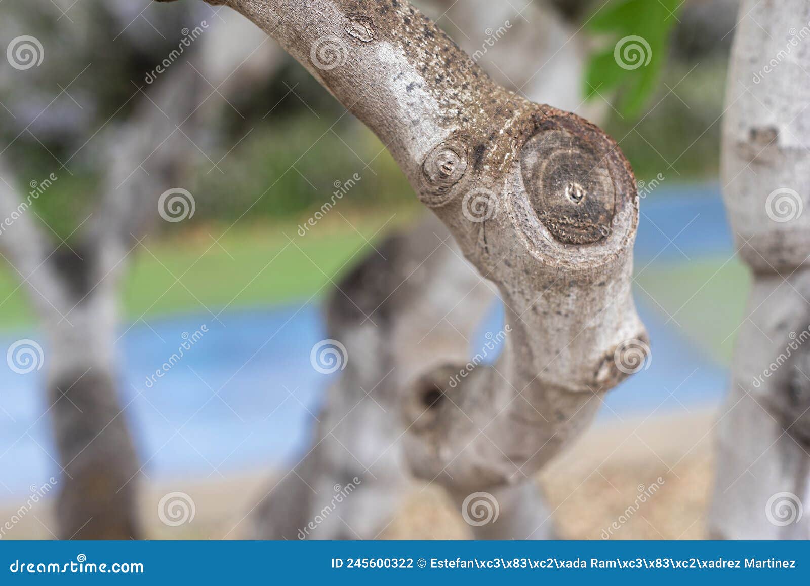 Photography of the Detail of the Trunk of a Fig Tree Stock Photo ...