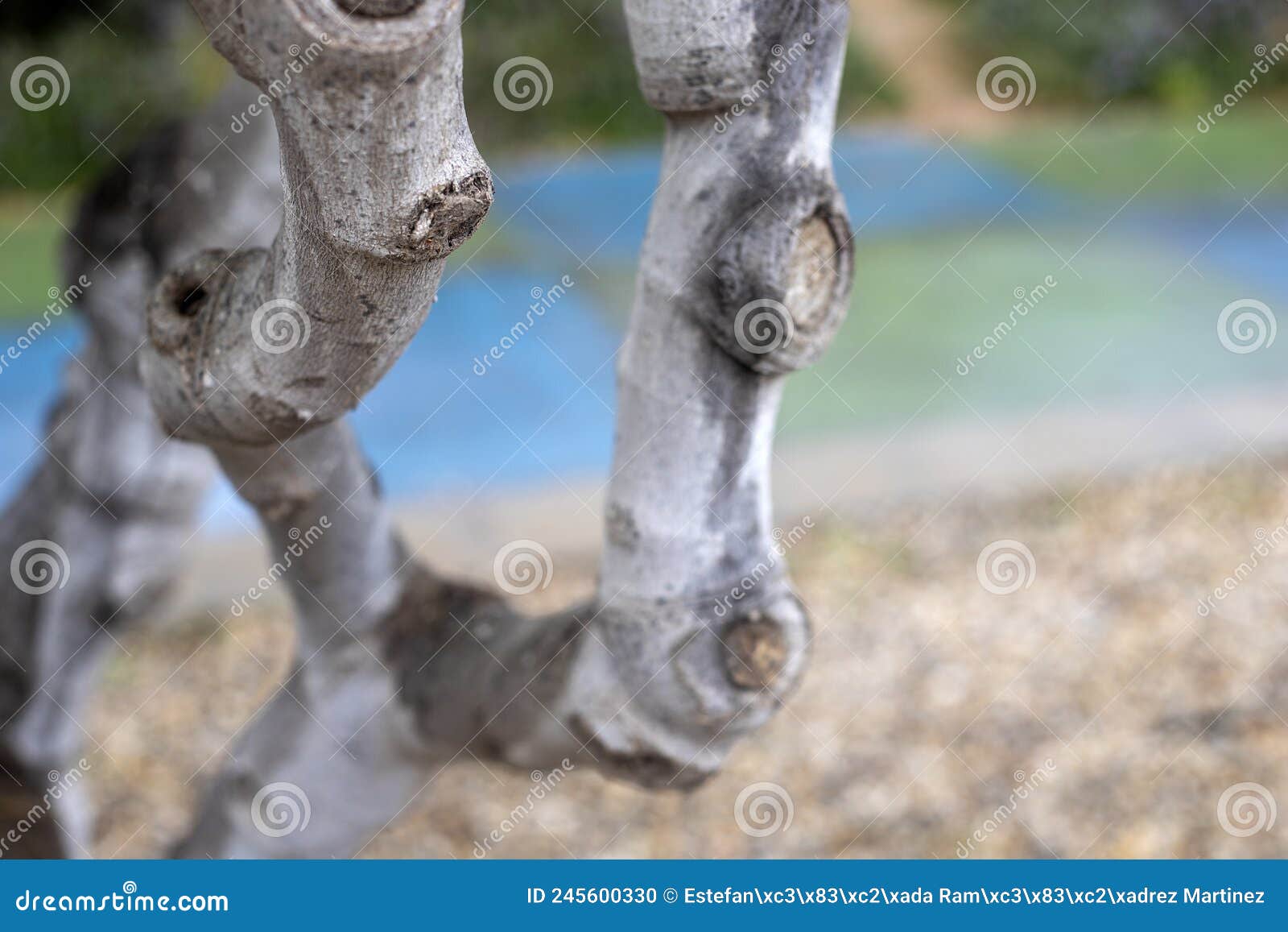 Photography of the Detail of the Trunk of a Fig Tree Stock Photo ...