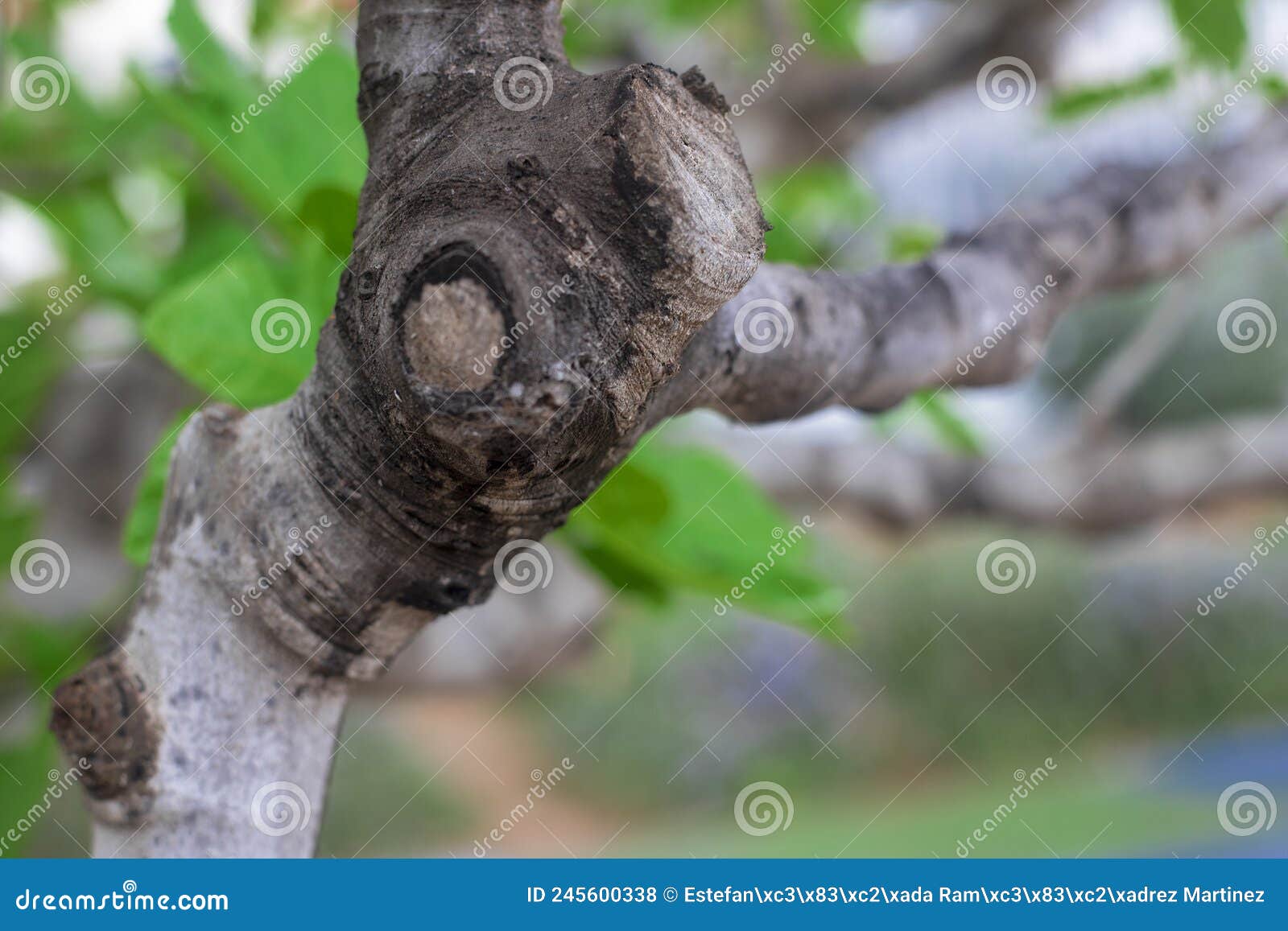 Photography of the Detail of the Trunk of a Fig Tree Stock Photo ...