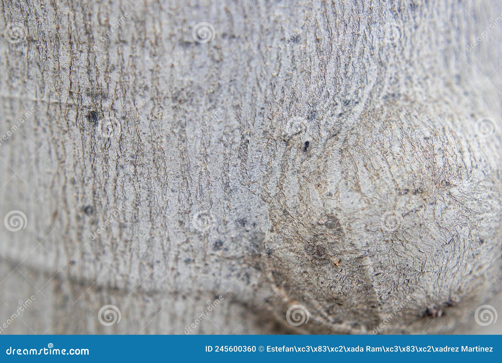 Photography of the Detail of the Trunk of a Fig Tree Stock Photo ...