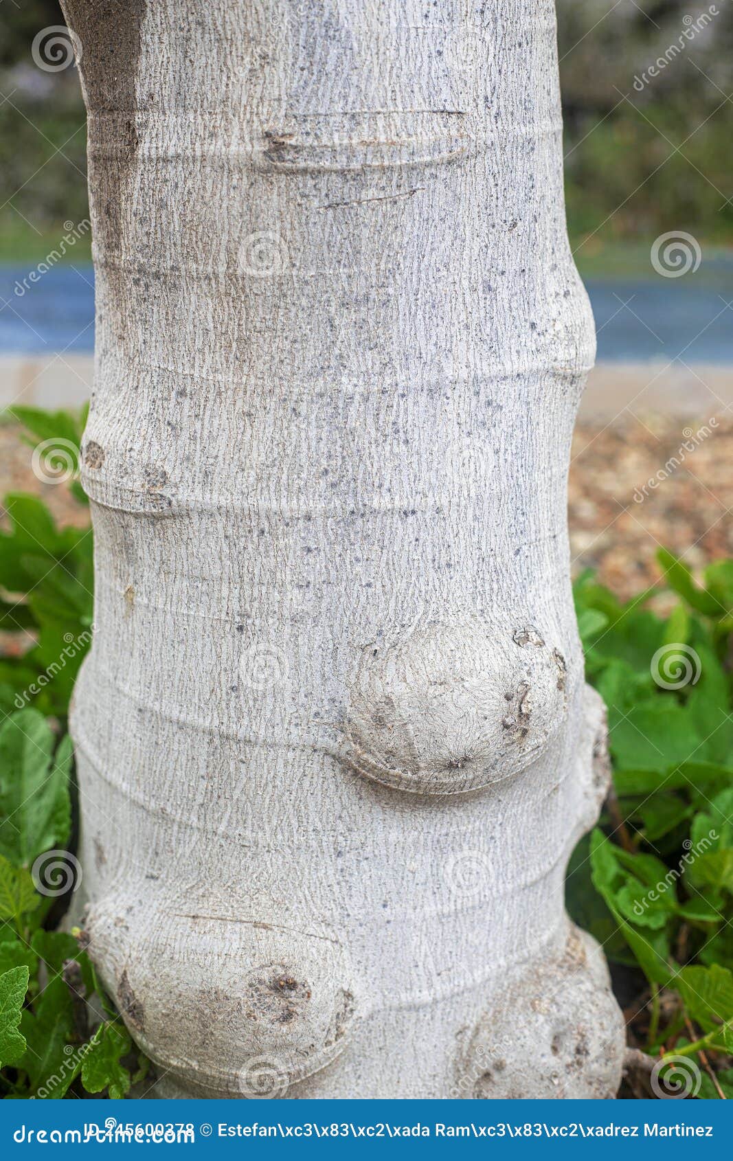 Photography of the Detail of the Trunk of a Fig Tree Stock Photo ...