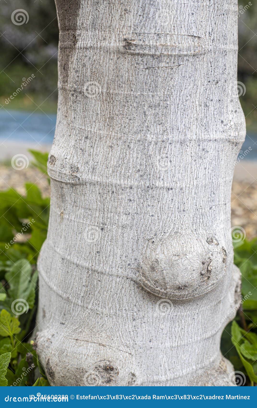 Photography of the Detail of the Trunk of a Fig Tree Stock Image ...