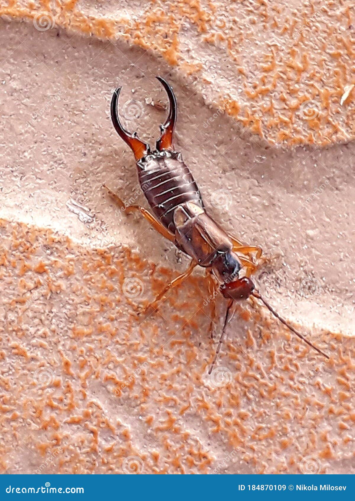 Photography of Earwing Insect Forficula Auricularia Stock Image - Image ...