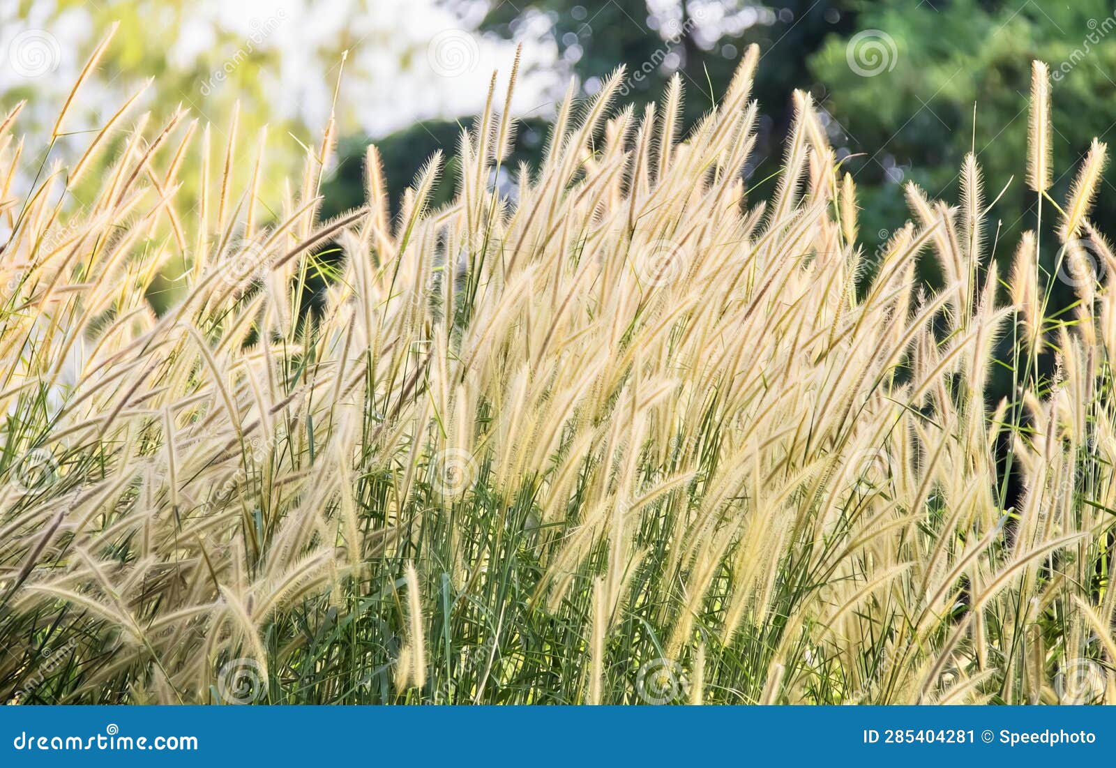 Tall Parrot Feather Plant Stock Photos - Free & Royalty-Free Stock ...