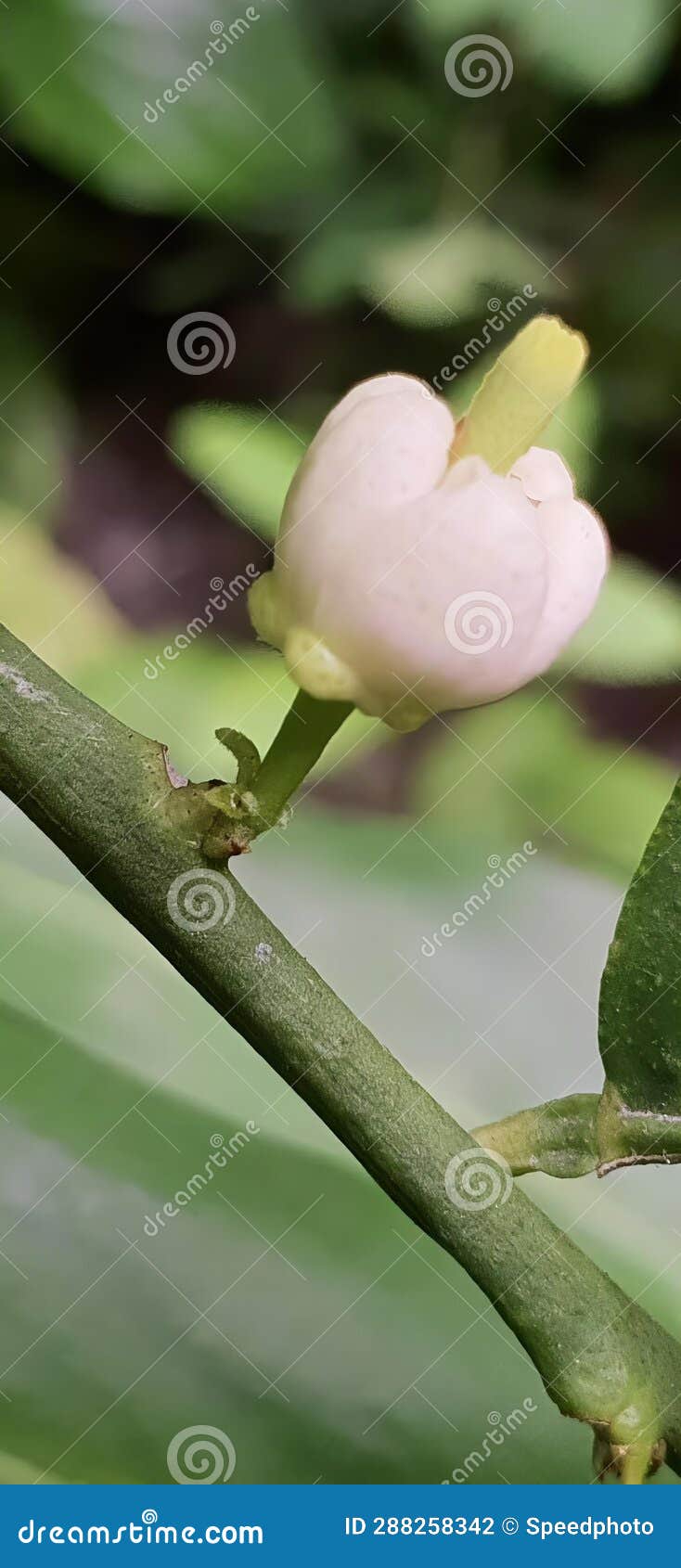 A Photography of a Flower Budding on a Stem with a Green Background ...