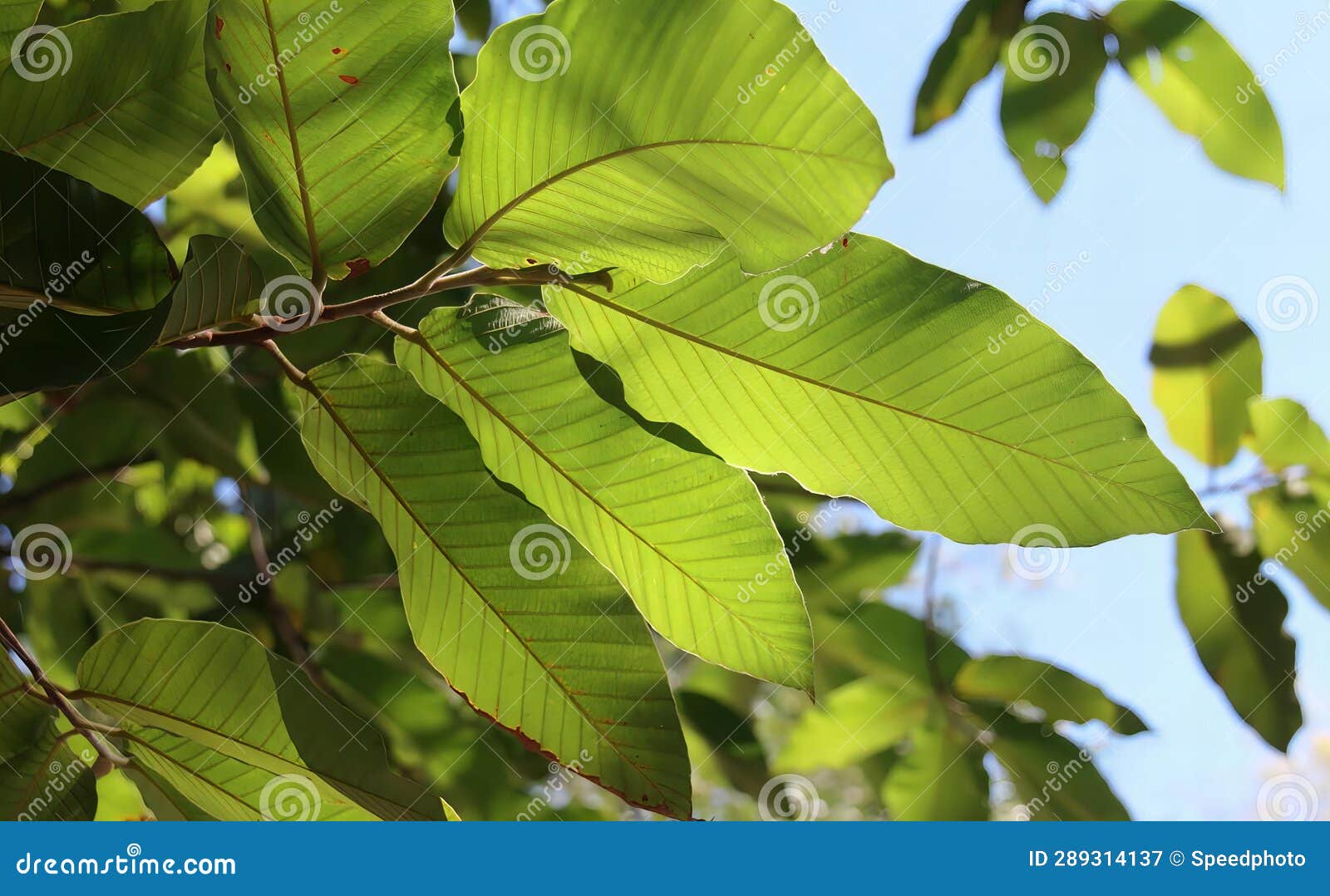 A Photography of a Green Leafy Tree with a Blue Sky in the Background ...